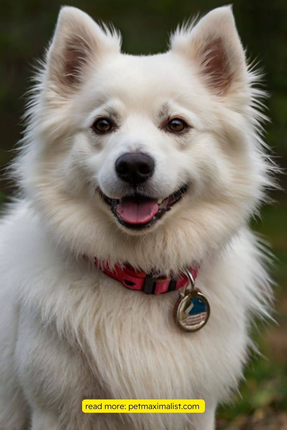 20 Adorable White Dog Breeds With Pictures: Fluffy, Small & Big ...