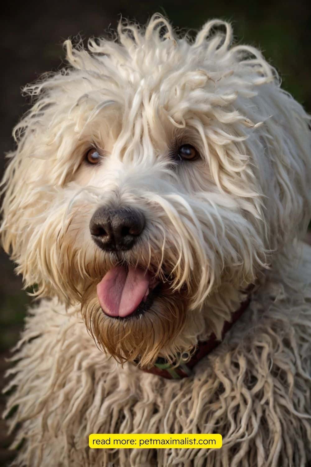 20 Adorable White Dog Breeds With Pictures: Fluffy, Small & Big ...