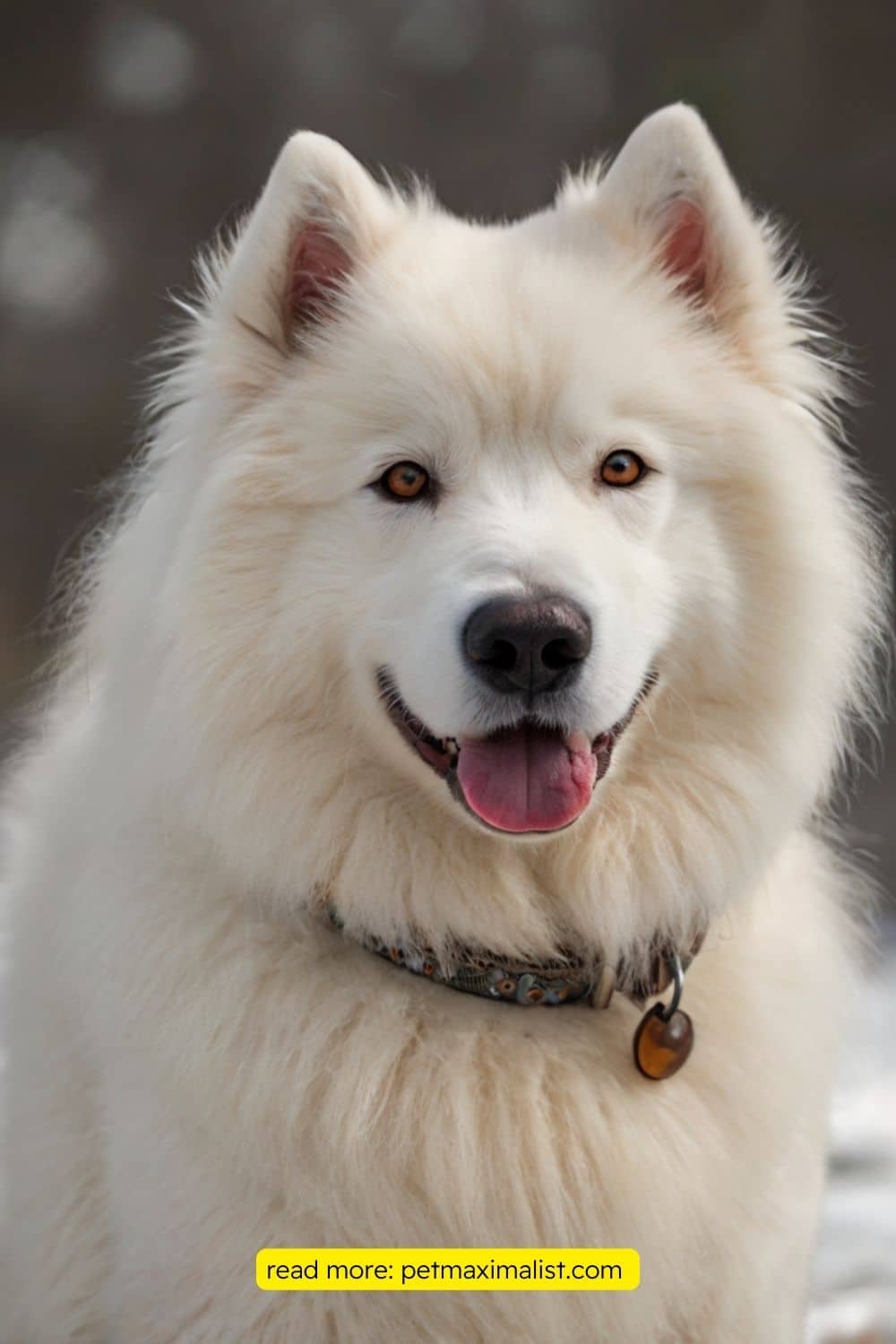 20 Adorable White Dog Breeds With Pictures: Fluffy, Small & Big ...