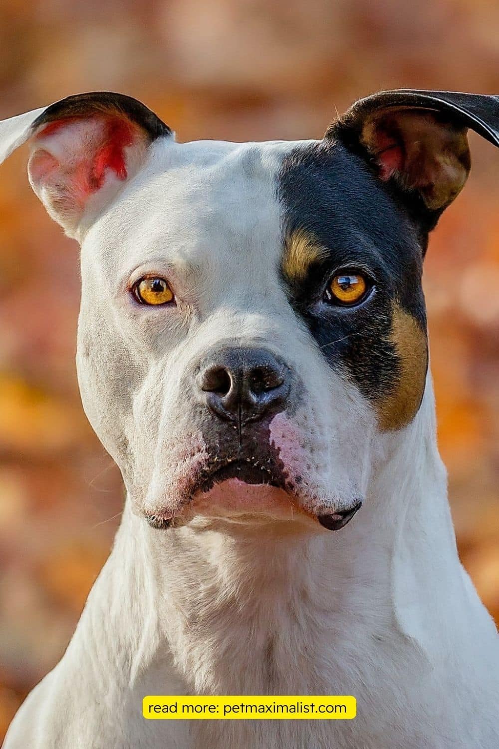 Target Dog Breed: Everything You Need to Know Before Owning | PetMaximalist