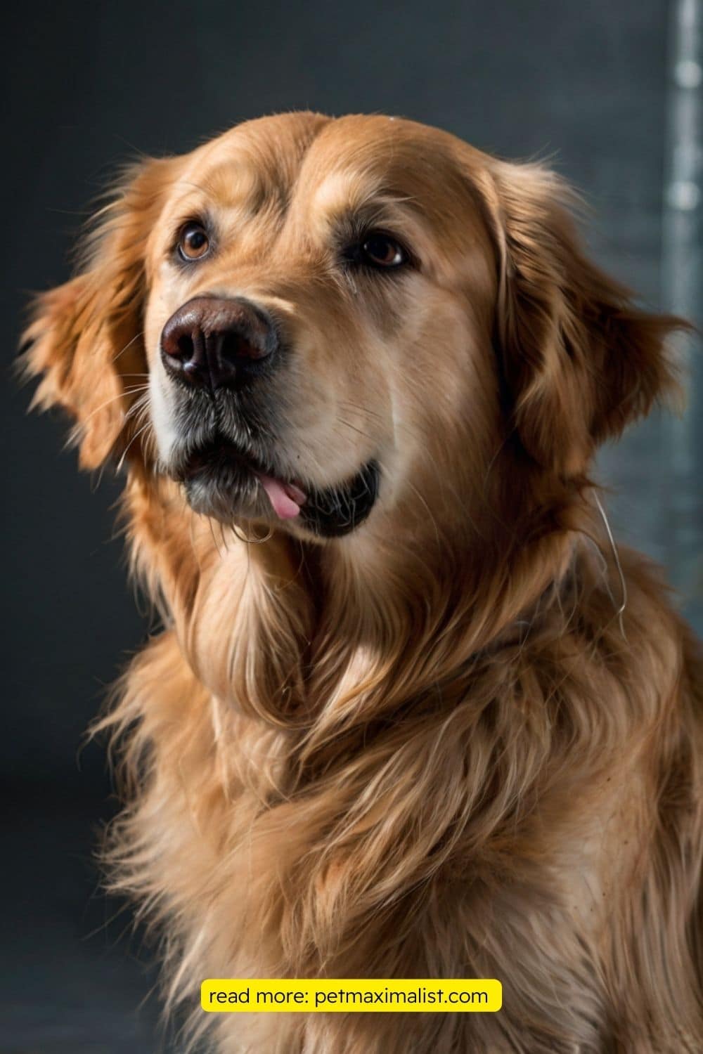 Types Of Cysts On Dogs: Can You Identify and Treat It? | PetMaximalist