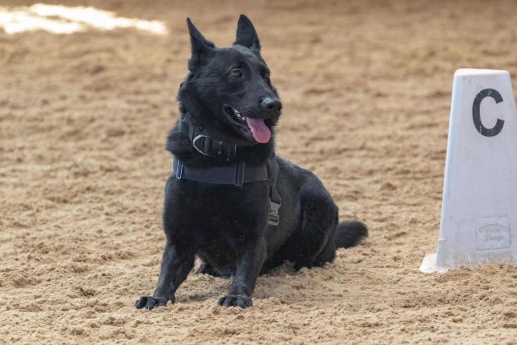 15 Black Dog Breeds With Pictures You Probably Didn't Know Exist ...