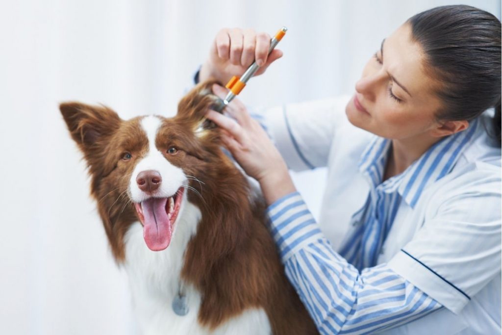 Types Of Cysts On Dogs: Can You Identify and Treat It? | PetMaximalist