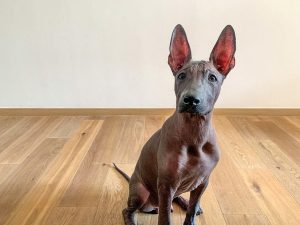 10 Best Hairless Dog Breeds That Are Pet Owner Friendly | PetMaximalist