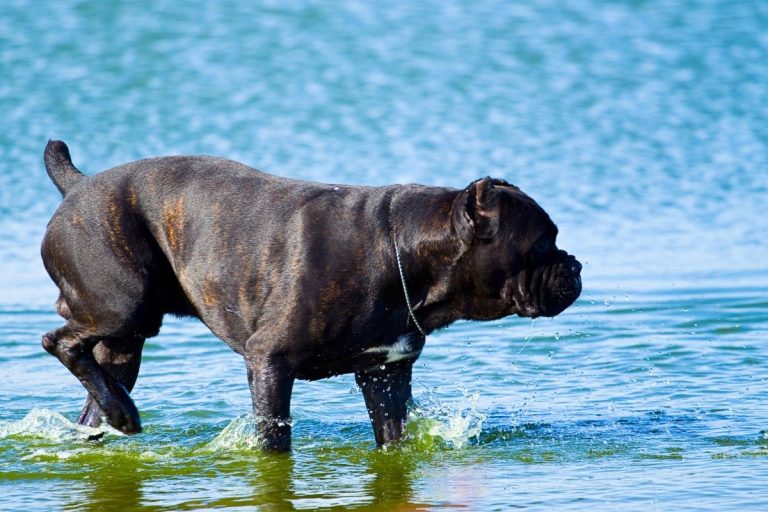 12 Italian Dog Breeds With Pictures You Probably Didn't Know Exist ...