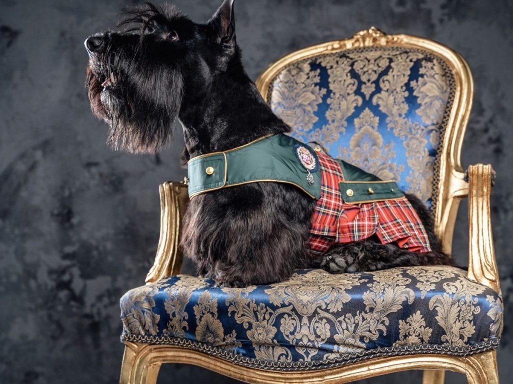 Popular Male and Female Scottish Dog Names and Their Meanings ...