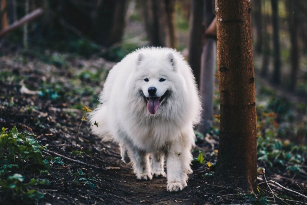 20 Adorable White Dog Breeds With Pictures: Fluffy, Small & Big ...