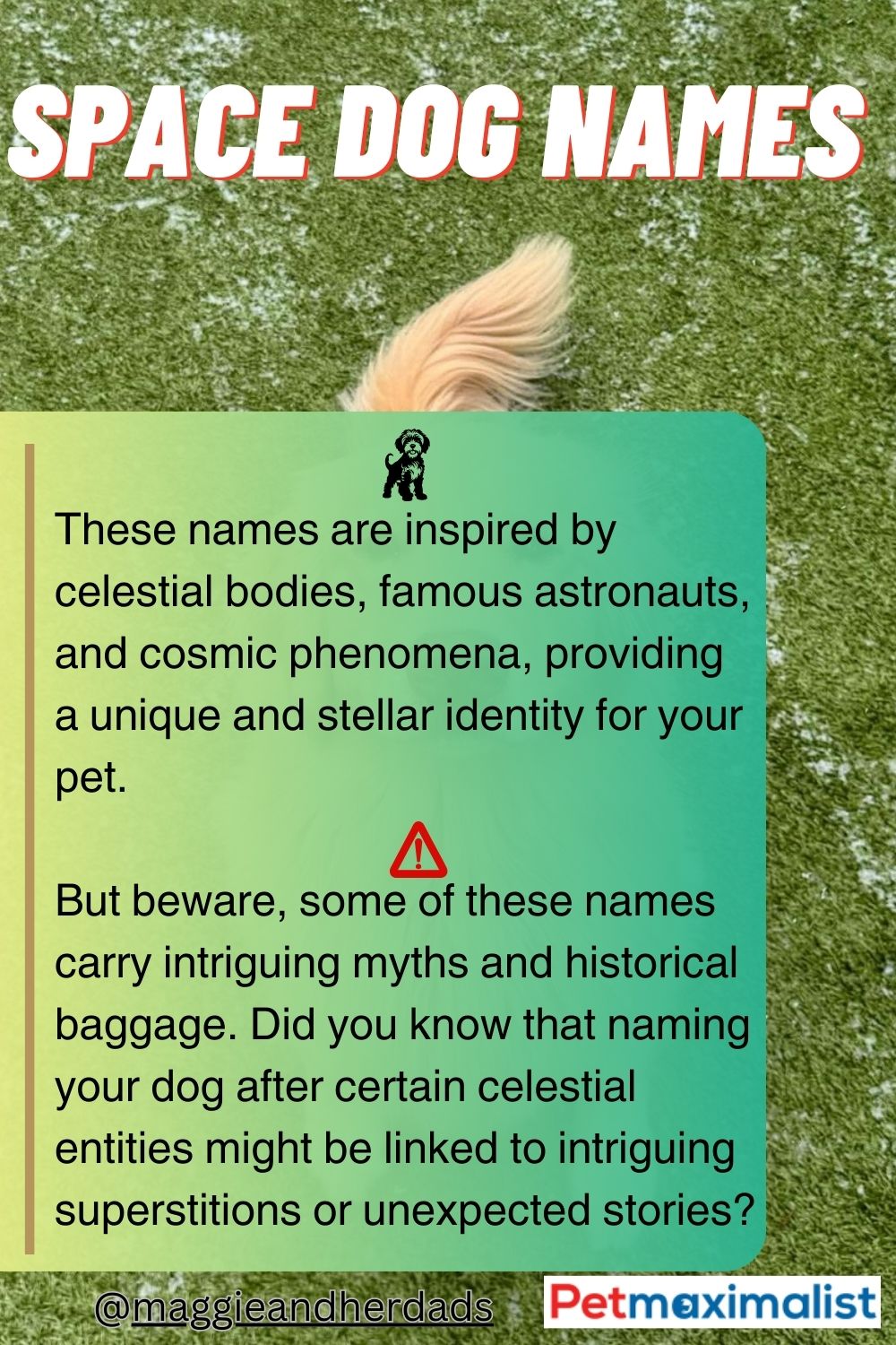 116 Space Names For Dogs That Are Out Of This World! | PetMaximalist