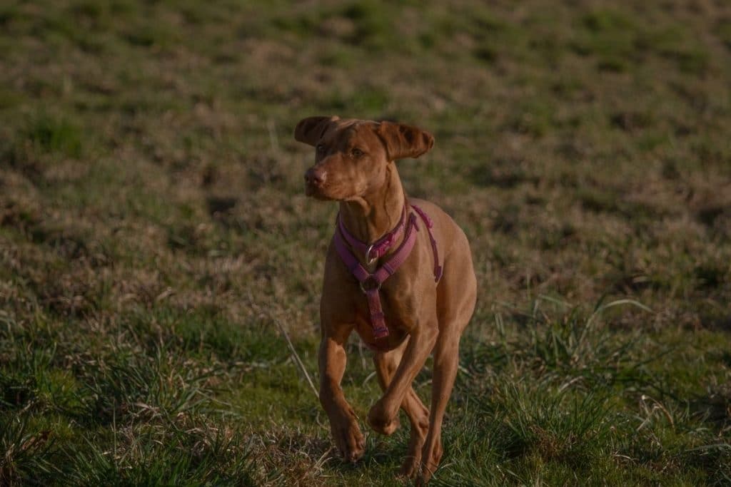 Top 15 Brown Dogs Breeds: From The Biggest To The Smallest | PetMaximalist