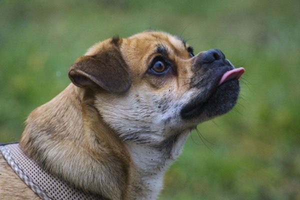 How To Deal With Dog Side-Eye | PetMaximalist