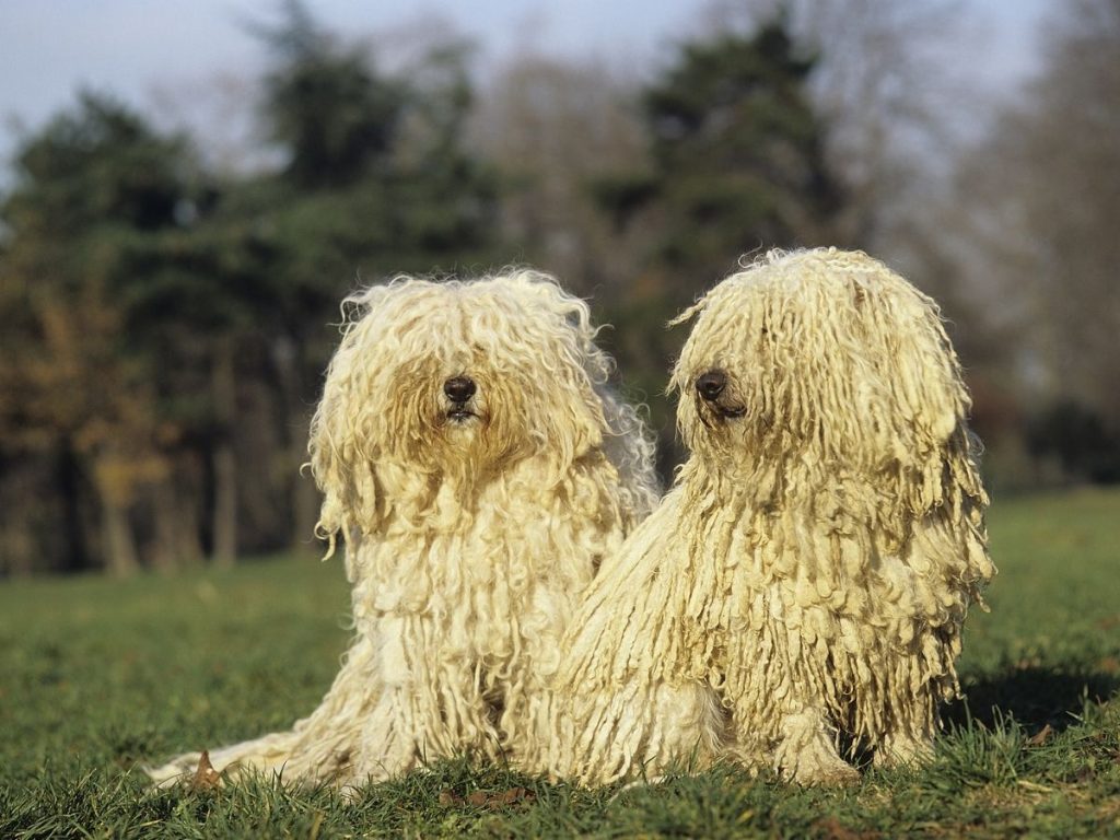 Puli Dog: Things You Should Know About Them | PetMaximalist