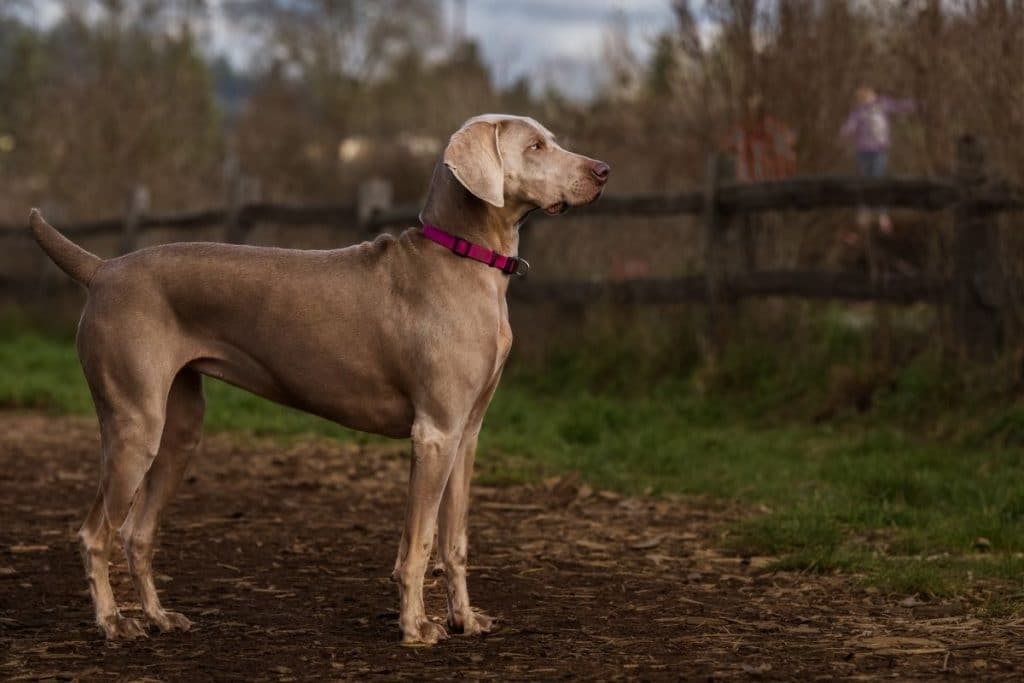 116 Space Names For Dogs That Are Out Of This World PetMaximalist