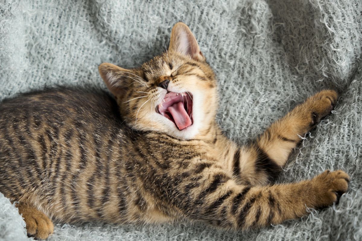 How To Stop A Cat In Heat From Meowing 5 Effective Ways PetMaximalist How To Stop A Cat In Heat From Meowing 5 Effective Ways PetMaximalist