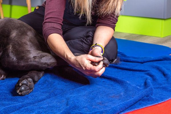 Dog Broken Toe: What Is It And How To Treat It | PetMaximalist