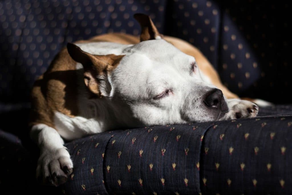 Dog Snoring: Is It Dangerous? | PetMaximalist