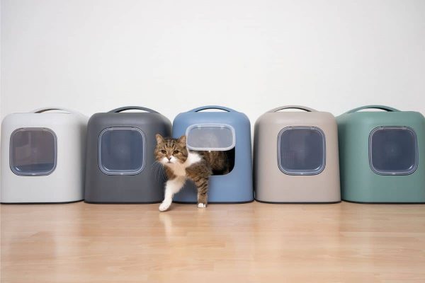 Black Cat Poop: Possible Reasons and Cures You Must Know | PetMaximalist