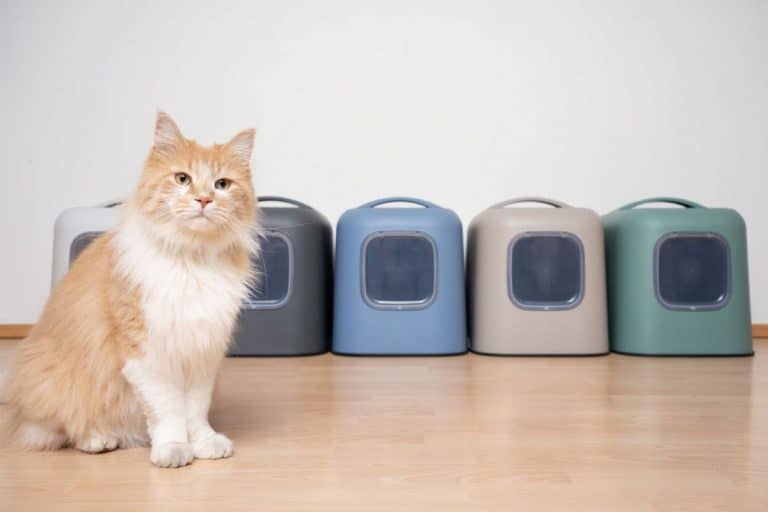 White Poop in Cats: 6 Possible Causes and How to Deal With It ...