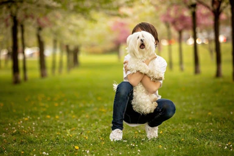 Why Do Dogs Like To Be Pet-And Where? | PetMaximalist