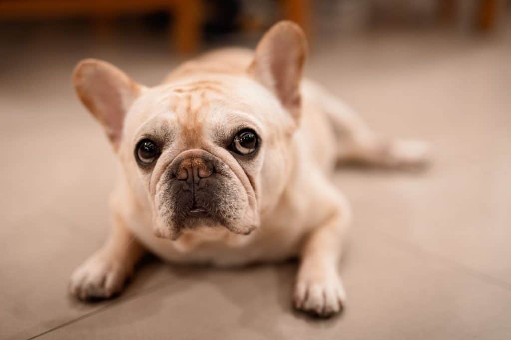 12 Adorable Short-Haired Dogs (With Pictures) | PetMaximalist