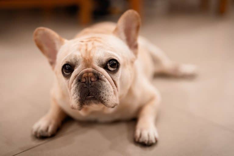 12 Adorable Short-Haired Dogs (With Pictures) | PetMaximalist