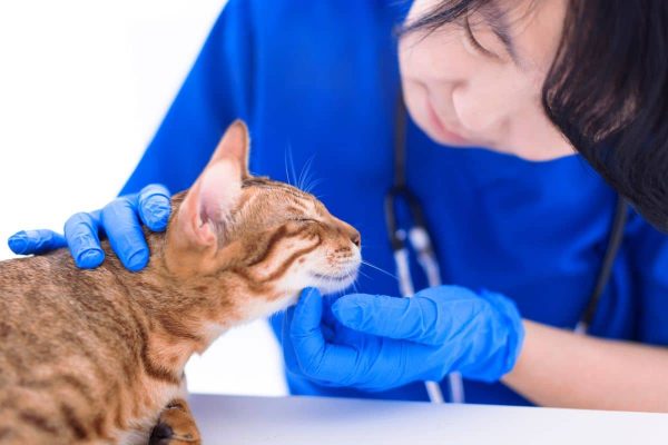 Cat Closing One Eye: 7 Causes and Remedies | PetMaximalist
