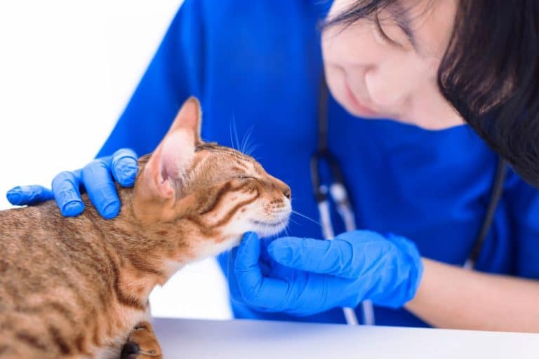 Cat Closing One Eye: 7 Causes and Remedies | PetMaximalist