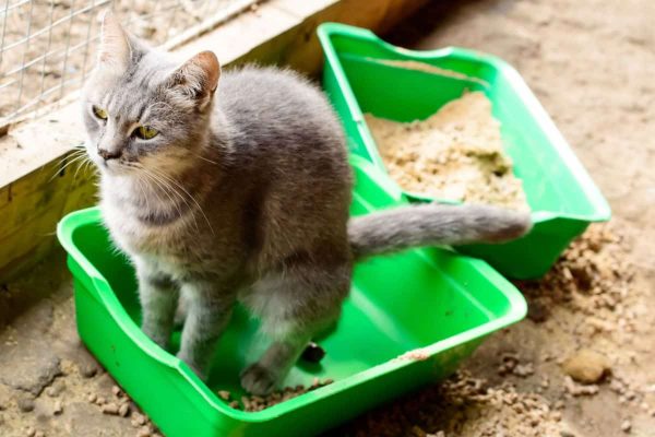 How Long Can Cats Hold Their Poop? When To Worry | PetMaximalist