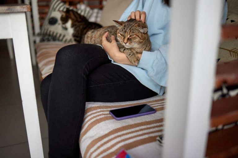 My Cat Is Laying On Me All Of A Sudden: 12 Possible Reasons | PetMaximalist