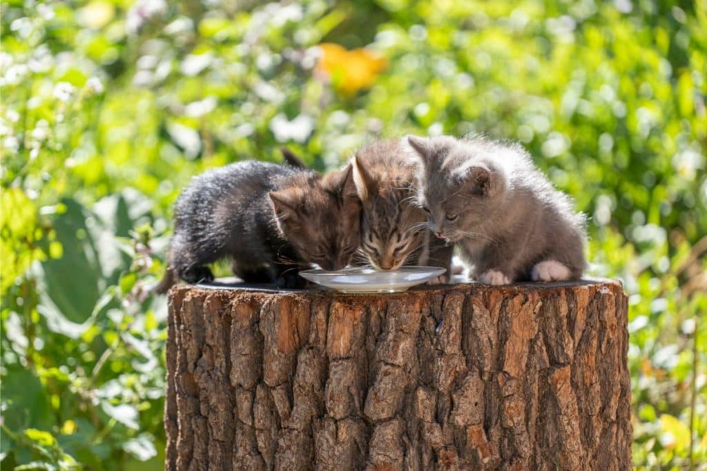 Do Cats Remember Their Siblings? For How Long? | PetMaximalist