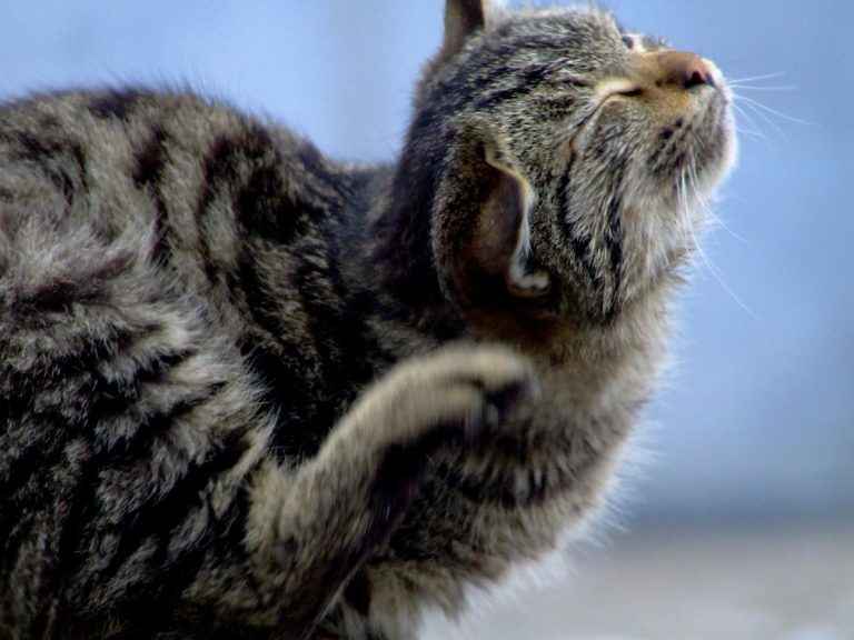 Cat Keeps Scratching Neck: 5 Possible Reasons and Remedies | PetMaximalist