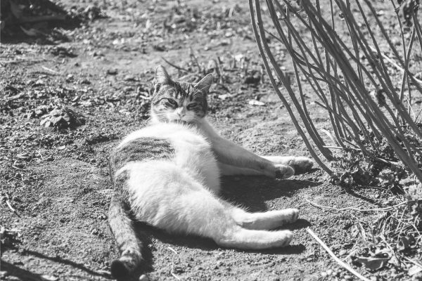 How to Tell if Cat Still Has Kittens Inside: 11 Telling Signs ...