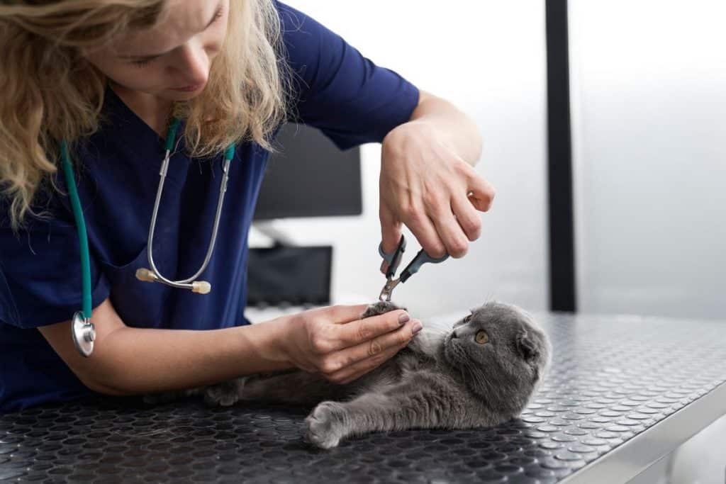 Overgrown Cat Claws: How to Trim Without Hurting | PetMaximalist