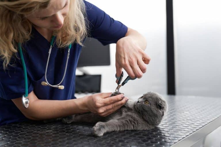 Overgrown Cat Claws: How to Trim Without Hurting | PetMaximalist