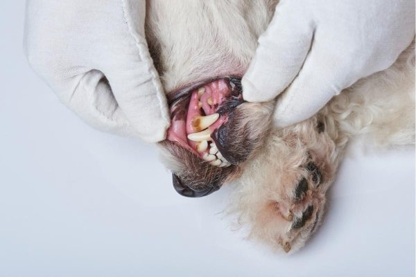 Pale Gums in Dogs: Symptoms, Causes, And Treatment | PetMaximalist