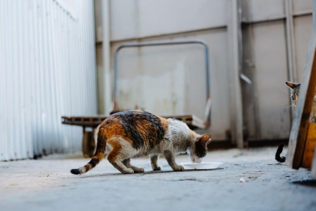 How Should I Quarantine My Cat With Tapeworms Safely? | PetMaximalist