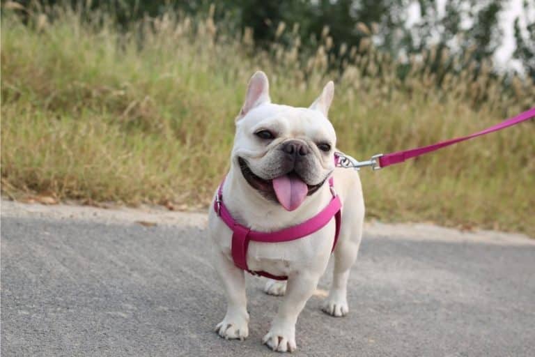 Best Female Bulldog Names for Your New Best Friend | PetMaximalist