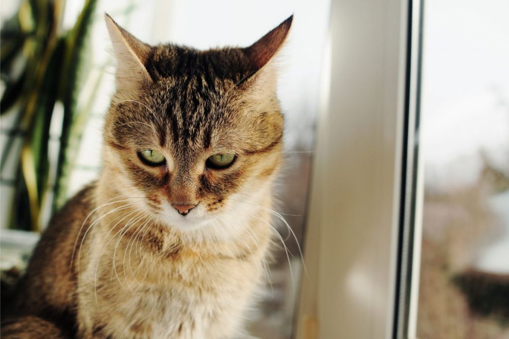 How Long Can a Cat Go Without Eating Food? | PetMaximalist