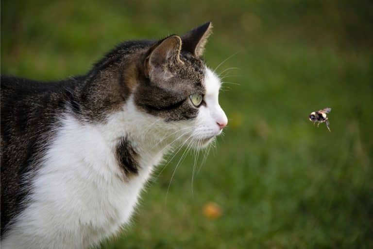 My Cat Ate a Fly: Can Cats Eat Flies? | PetMaximalist