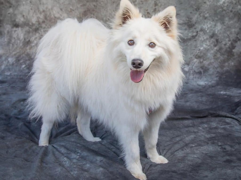 Fox Dog: 12 The Adorable Dogs That Look Like Foxes! | PetMaximalist