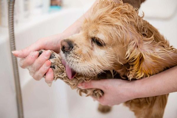 Why Do Dogs Lick Their Paws: 16 Reasons Explained | PetMaximalist