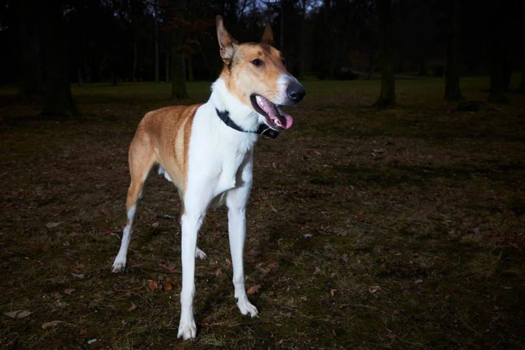 18 Farm Dogs That Are A Good Match For Country Living | PetMaximalist