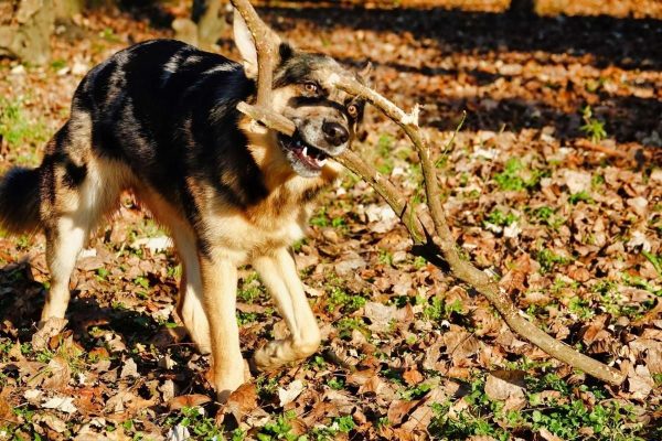 German Girl Names for Dogs: These Names Will Blow Your Mind | PetMaximalist