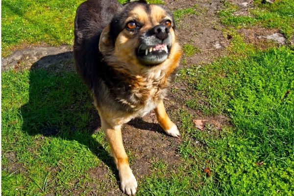 Growling Dogs: The Reason For It And How To Deal With It| PetMaximalist