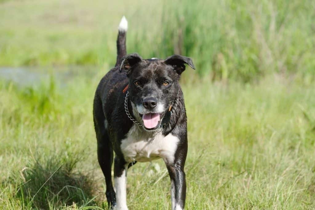 Mutt Dog: 15 Awesome Mixed Dog Breeds | PetMaximalist