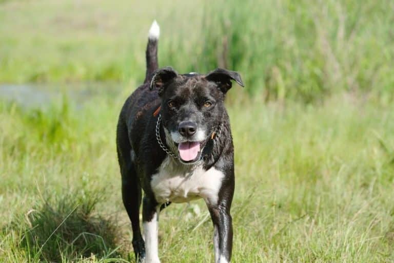 Mutt Dog: 15 Awesome Mixed Dog Breeds | PetMaximalist