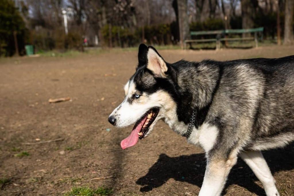 Top 6 Alaskan Dogs Breeds | PetMaximalist