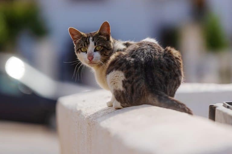 How to Get a Stray Cat to Trust and Come to You: The Complete Guide ...