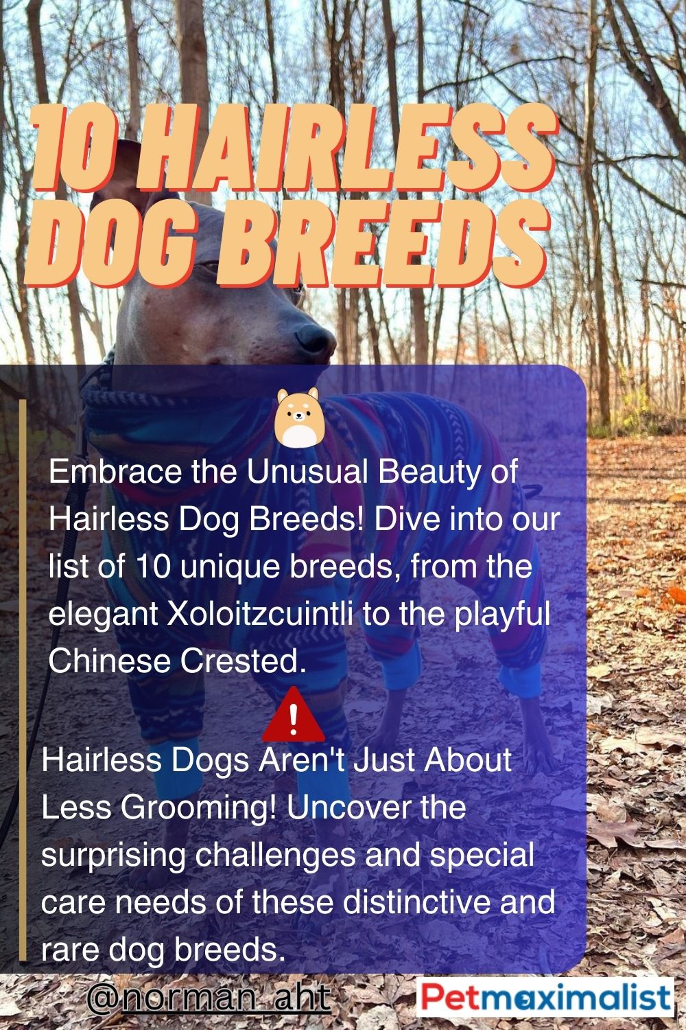 10 Best Hairless Dog Breeds That Are Pet Owner Friendly | PetMaximalist