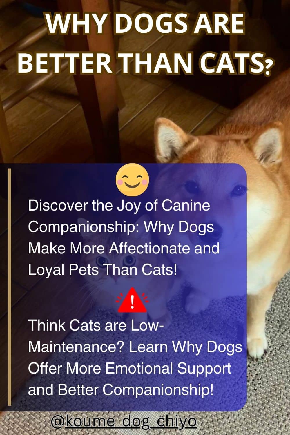 12 Convincing Reasons Why Dogs Are Better Than Cats | PetMaximalist