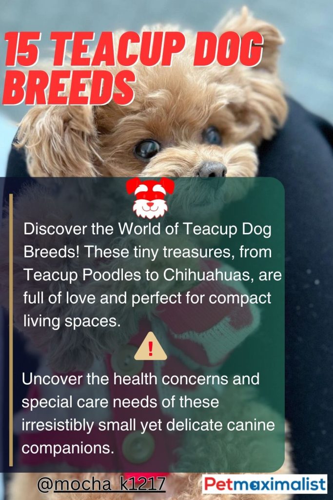 15 Teacup Dog Breeds With Pictures That Will Steal Your Heart ...